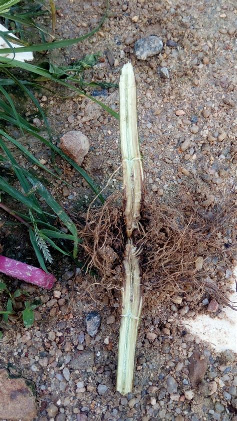 辣椒根腐病与青枯病怎么区分 植保技术 191农资人 农技社区服务平台