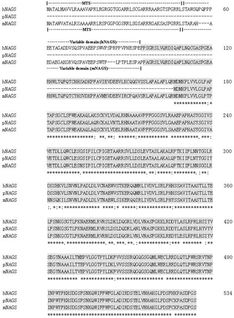 Alignment Of Amino Acid Sequence Of Nags For Humans Np 694551 1 Mice