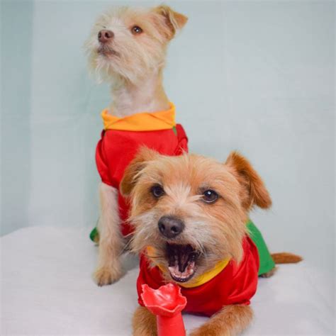 Disfraz Chilindrina Patitas Shop Accesorios Para Mascotas Perú