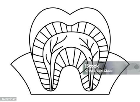 흑백 치아 해부학 포스터 라인 치아 구조 체계 치과 부품 개요 그림 치과 진료소 교육 브로셔 템플릿 에나멜 덴틴 잇몸 사진 또는