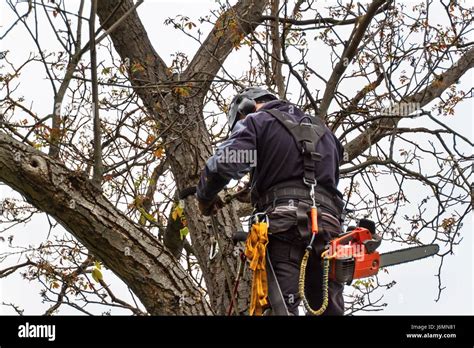 Lumberjack With Saw And Harness Pruning A Tree Arborist Work On Old Walnut Tree Stock Photo Alamy