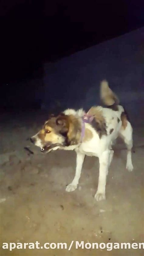 سگ وحشی ادمگیر