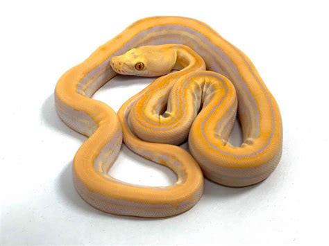 Purple Reticulated Python Morphs