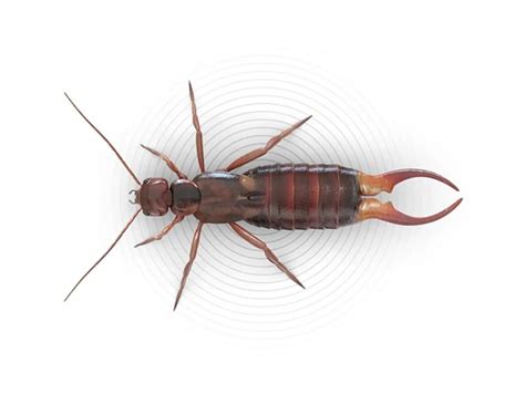 How To Get Rid Of Earwigs In Your Home Raid® Bug Basics Expert Help