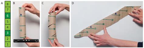 Towards A Mechanistic Understanding Of Branching Innovations In Plant Evolution The Node