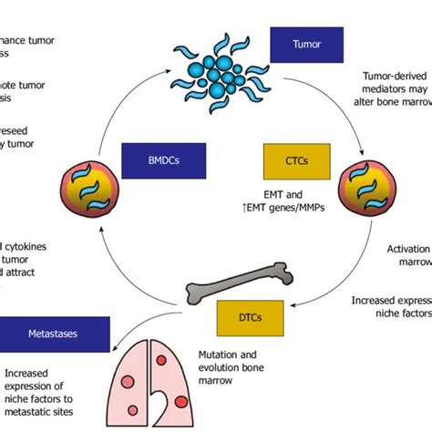 Association Of Disseminated Tumor Cells In The Bone Marrow With Cancer