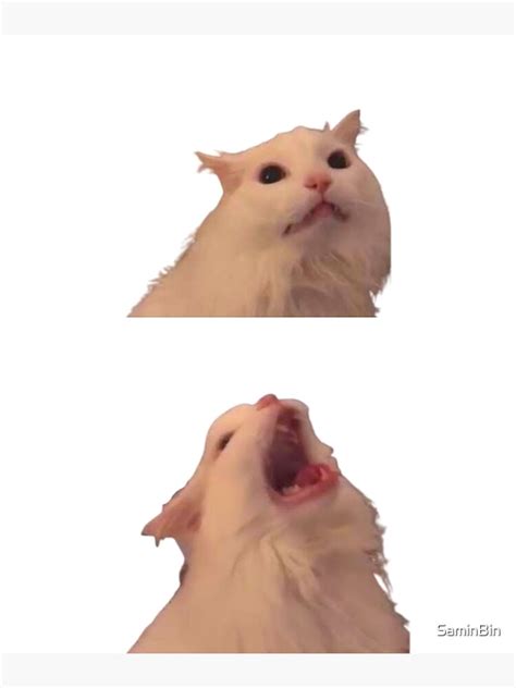 White Cat Screaming Meme Photographic Print For Sale By Saminbin