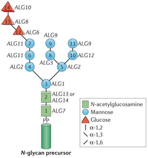 Glycosy糖基化蛋白组 上海维基生物科技有限公司