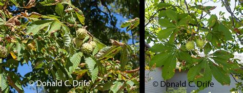 Michigan Trees The Michigan Nature Guys Blog