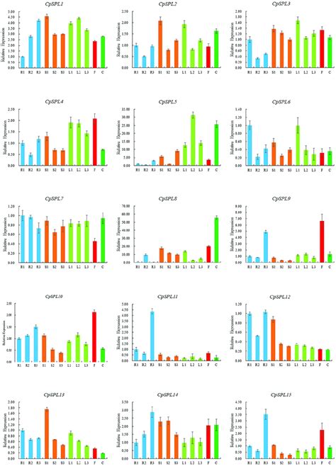 Spatiotemporal Expression Analysis Of 15 Spl Genes In Codonopsis