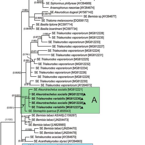 Bayesian Inference Tree Constructed From 16s Rdna Gene Sequences For Se