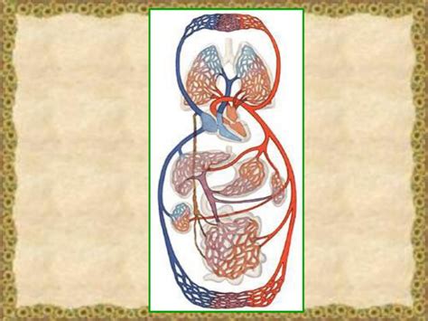 Практична робота 4 Тема Порівняння будоваи кровоносної системи хребетних тварин