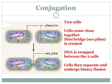 Ppt Bacteria Powerpoint Presentation Free Download Id1927919