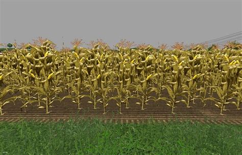 New Corn Texture LS Com