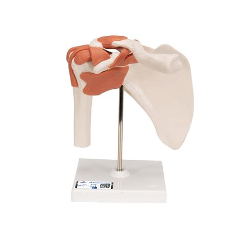 3b Scientific™ Functional Joint Models Includes 3b Smart Anatomy