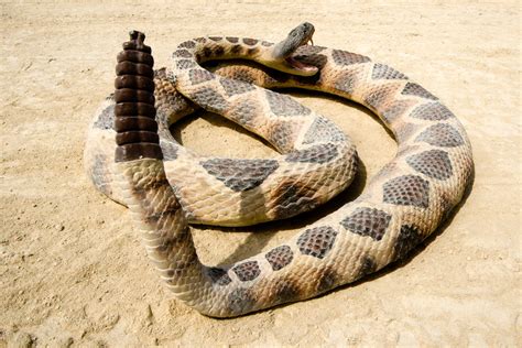 Pics Of A Rattlesnake