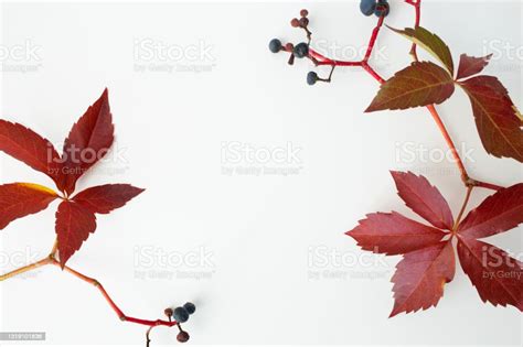 가을 구성 빨간색과 갈색 잎은 흰색 배경에 고립 창조적 인 평면 평지 상단 보기 복사 공간 계절가 을 맞이합니다 최소한의 개념 웹 배너 템플릿입니다 0명에 대한 스톡 사진