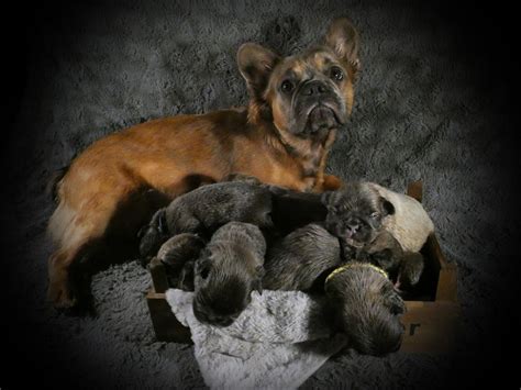 Coco X Lewis Pups High Class Bulls Generatie Highclass Bulls Nl