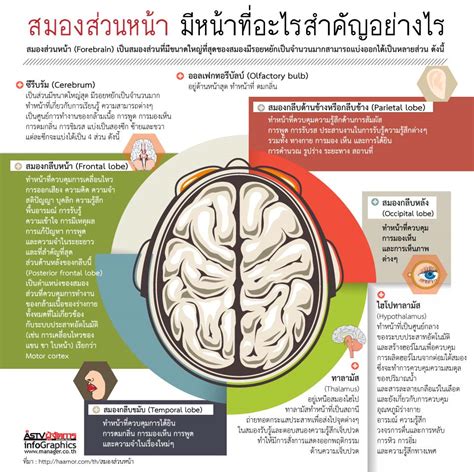 สมองส่วนหน้า มีหน้าที่อะไรสำคัญอย่างไร