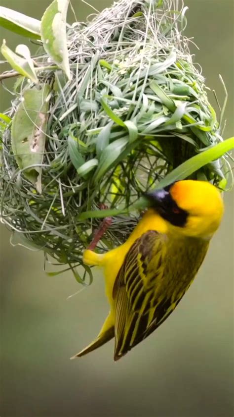 Bird Nest Identification Chart Spot And Identify Bird Nests Easily Bird Nest Backyard Birds