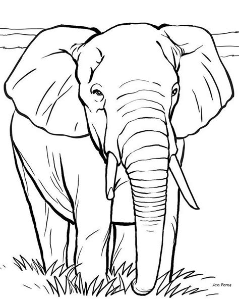 Real Elephant Coloring Pages