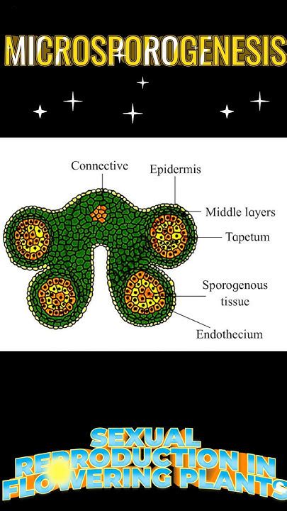 Microsporogenesis Cbse Biology Sexual Reproduction Plustwo Youtube