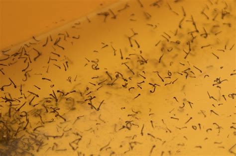 5 Municipios De Puebla Concentran 47 De Los Contagios De Dengue