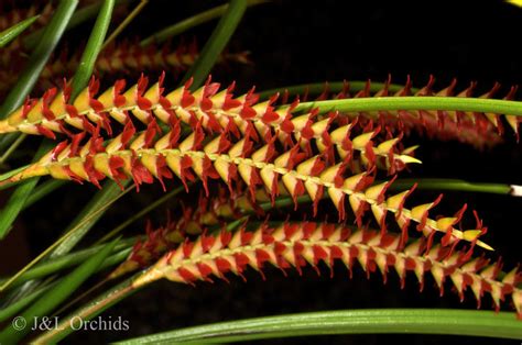 Dendrochilum Wenzelii Jandl Orchids