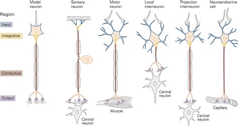 6 Most Neurons Regardless Of Type Have Four Functional Regions In