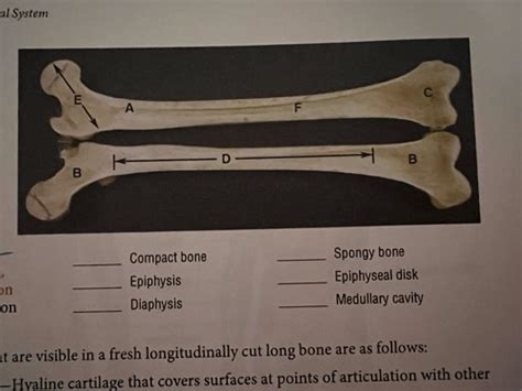 Bones Flashcards Quizlet