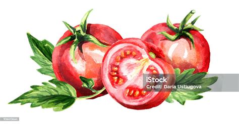 붉은 익은 토마토 수평 구성입니다 흰색 배경에 고립 수채화 손으로 그린 그림 개체 그룹에 대한 스톡 벡터 아트 및 기타 이미지 개체 그룹 건강한 생활방식 건강한