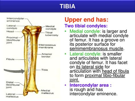 PPT BONES OF LOWER LIMB PowerPoint Presentation Free Download ID 2856297
