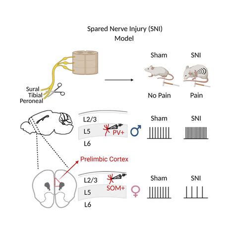 Sex Specific Disruption Of Distinct Mpfc Inhibitory Neurons In Spared