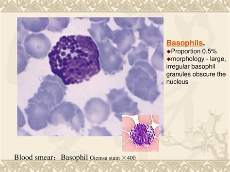 Lab 3 Connective Tissue 2 Ppt Download