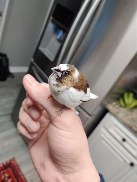 Found A Nestling In Australia R Ornithology