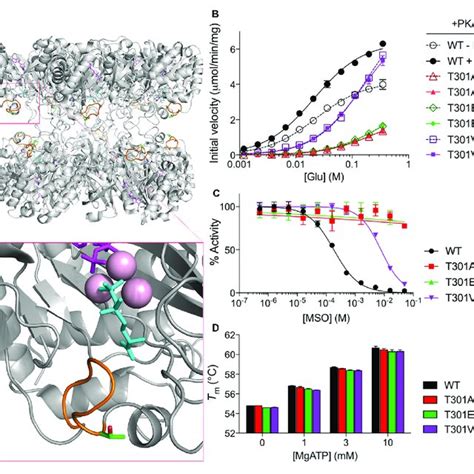 Glutamine Synthetase Gs Is Phosphorylated By Protein Kinase A Pka Download Scientific