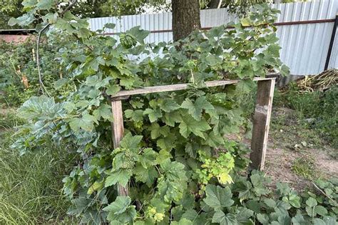 Где лучше сажать смородину в тени или на солнце новости смородина посадка смородины