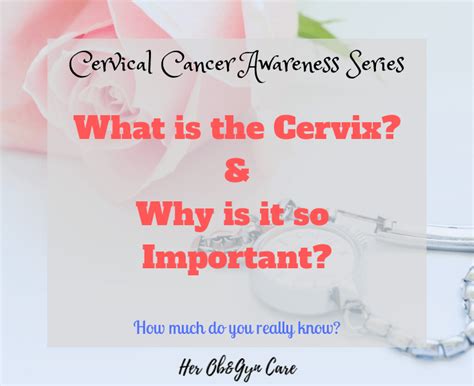 What Is The Cervix And Why Is It So Important Her Obandgyn Care
