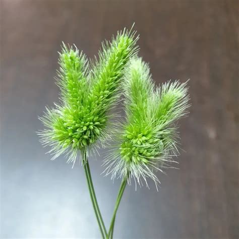 이슈유머 한때 식물갤에서 유행했던 강아지풀 토끼