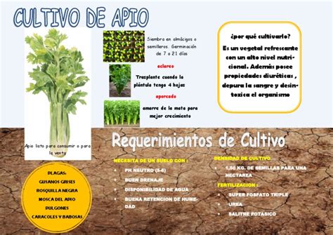 Infografia Apio Pdf