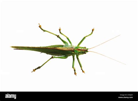 Grasshopper Grasshoppers Cut Out Stock Images And Pictures Alamy Grasshopper Grasshoppers Cut Out Stock Images And Pictures Alamy