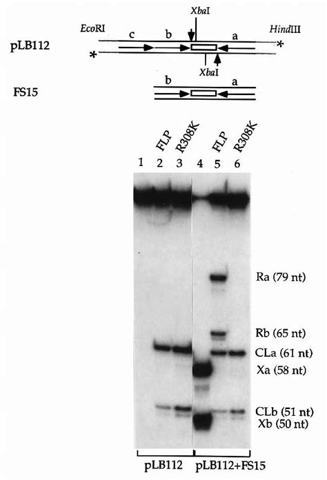 Cleavage And Recombination Mediated By Flp Proteins A Fragment Download Scientific Diagram
