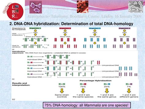Ppt Acinetobacter Taxonomy And Identification Mario Vaneechoutte
