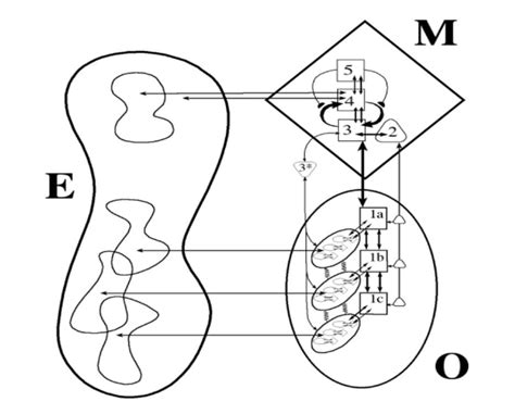 The Structure Of Viable System Model Download Scientific Diagram