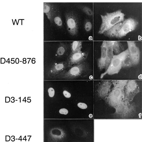 The Npc Binding Domain Of β Subunit Is Necessary And Sufficient For Its