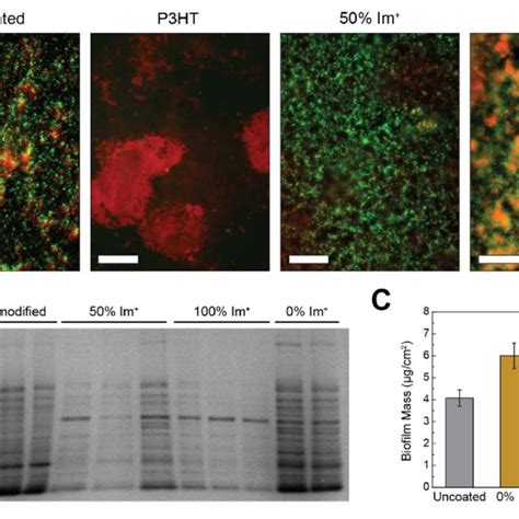 A Live Green And Dead Red Cell Staining Of Electroactive S