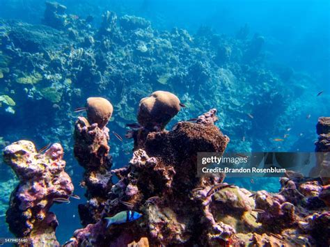 Jamaican Coral Reefs
