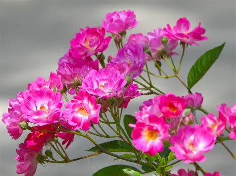 The Blooming Rosa Multiflora Stock Image Image Of Rose Multiflora