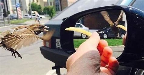 The Rolling Shutter Effect Wings In Different Positions Album On Imgur