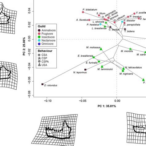 Inferring The Gene Tree Variance Covariance Matrix C A Gene Trees